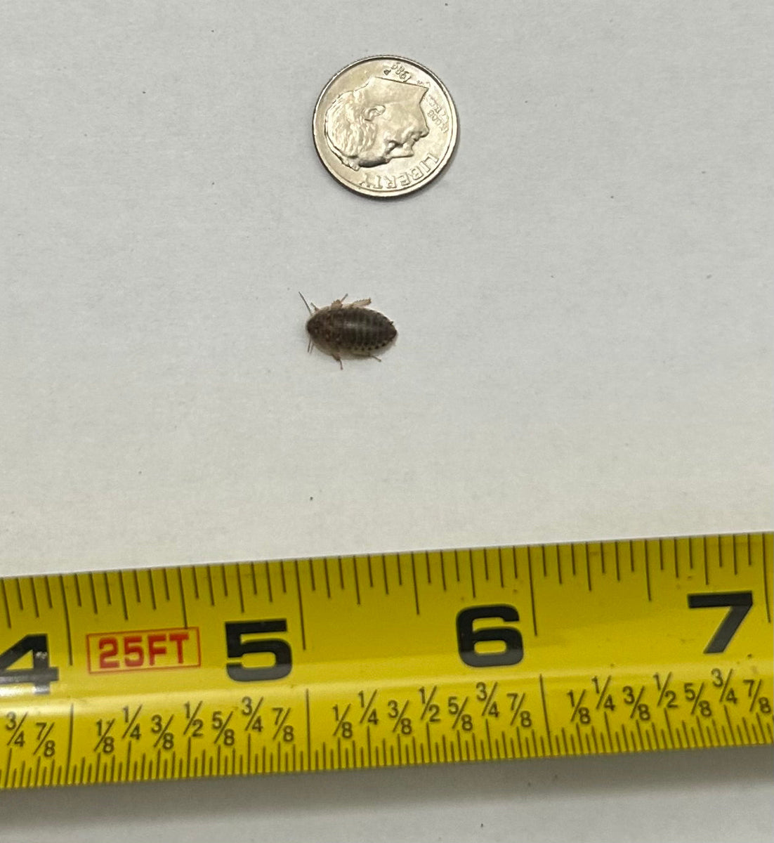 Small Dubia Roaches – Mission Worm
