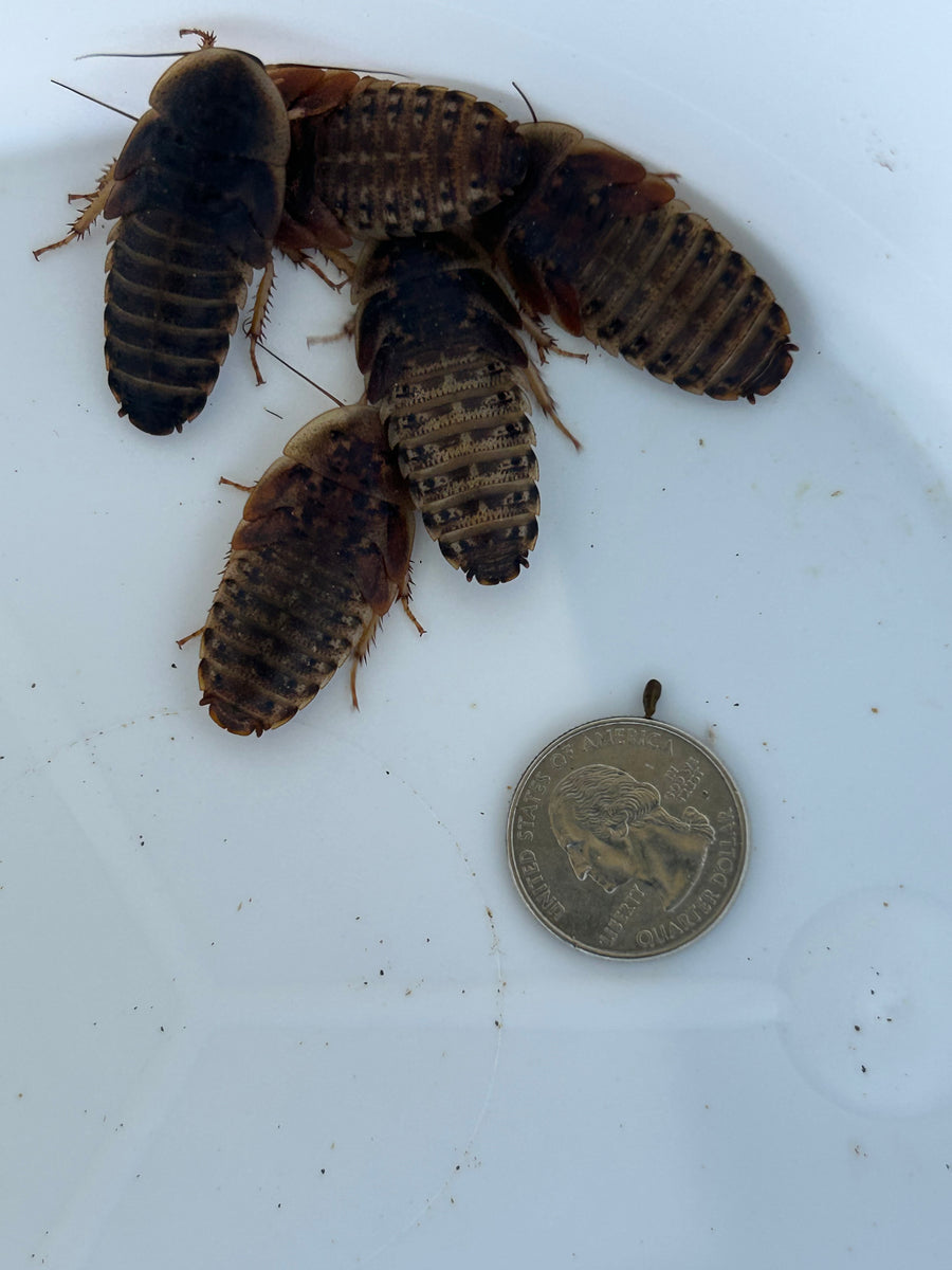 Large Dubia Roaches QTY 25 – Mission Worm